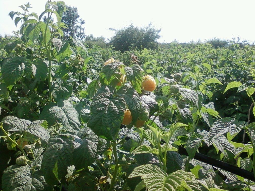 Zmeura Citria - Strongberry