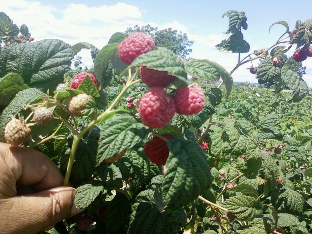 Zmeura Cayuga - Strongberry